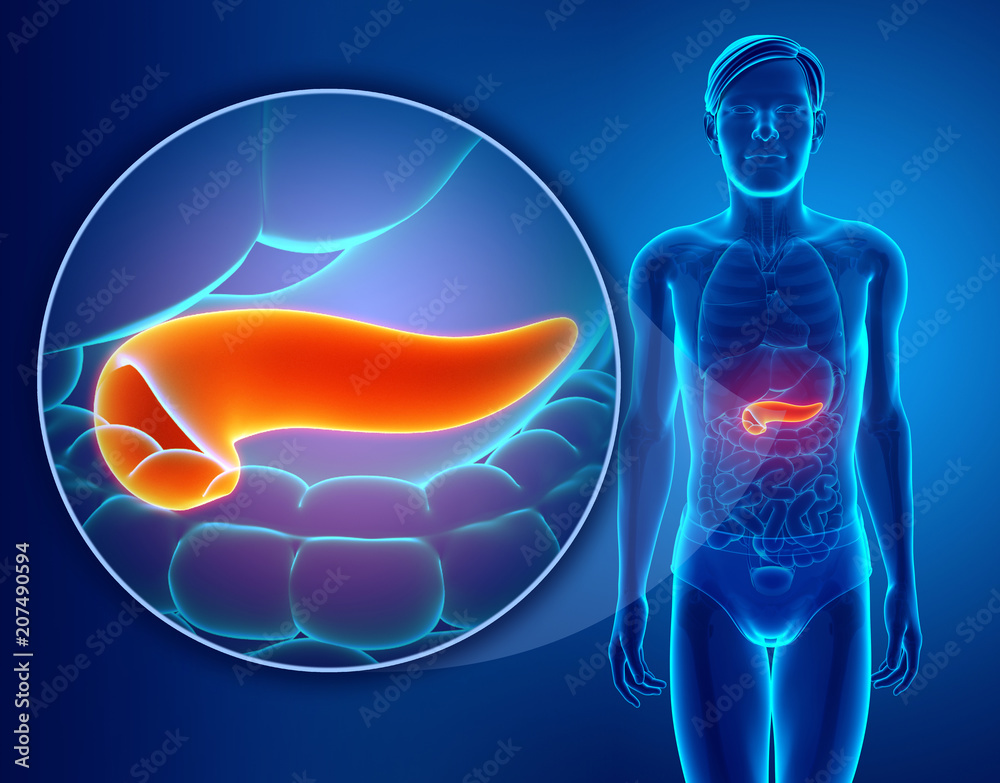 pancreas anatomy Stock Illustration | Adobe Stock