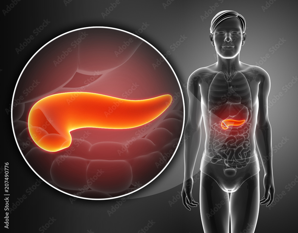 pancreas anatomy Stock Illustration | Adobe Stock