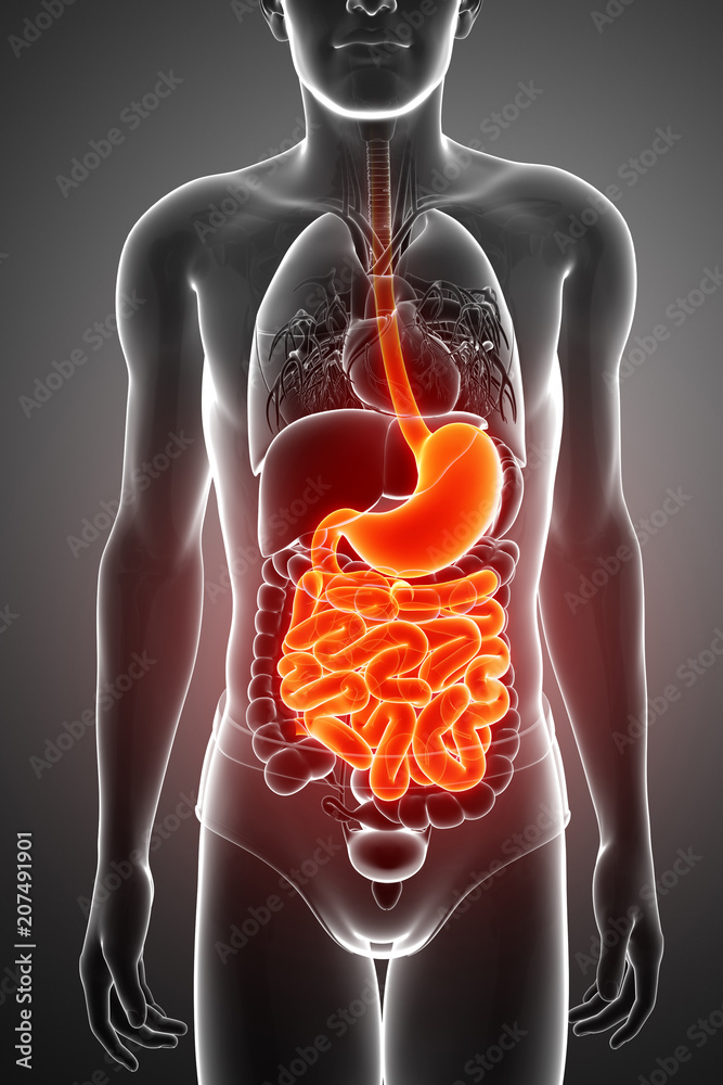 Small intestine anatomy Stock Illustration | Adobe Stock