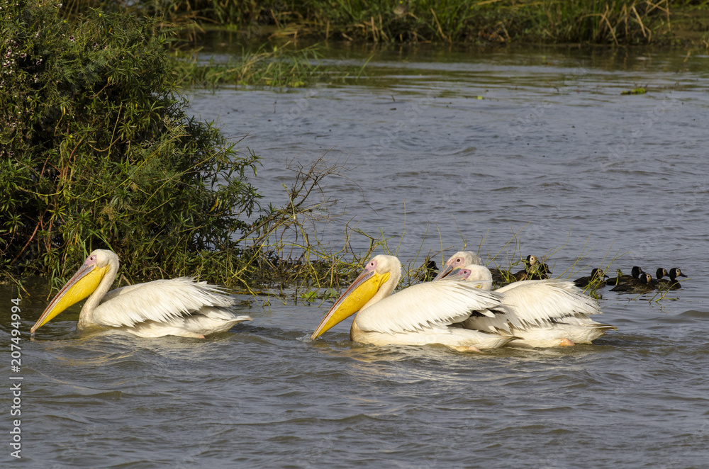 Pélican blanc, .Pelecanus onocrotalus, Great White Pelican, Sénégal ...