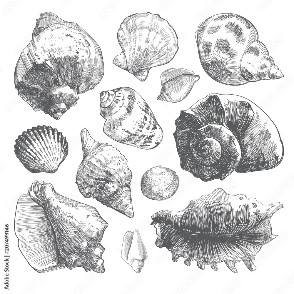 Sea shells sketch set. Grey doodle seashell silhouettes isolated on ...