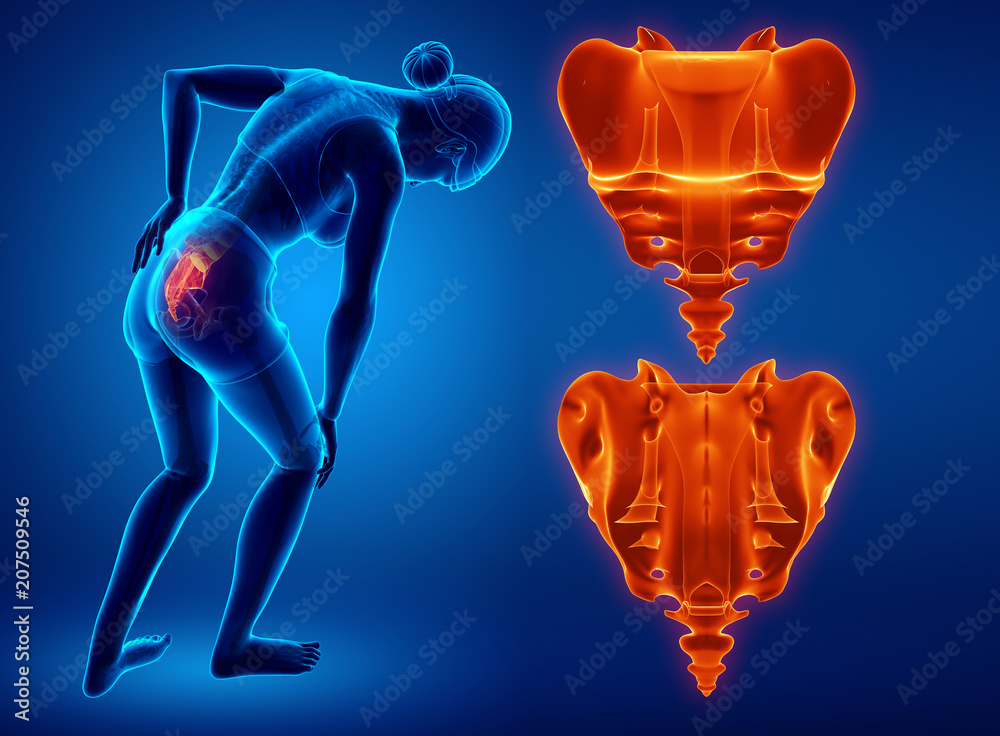 3d Illustration Of Sacrum Bone Pain Stock Photo Adobe Stock 3d-illustration-of-sacrum-bone-pain-stock-photo-adobe-stock