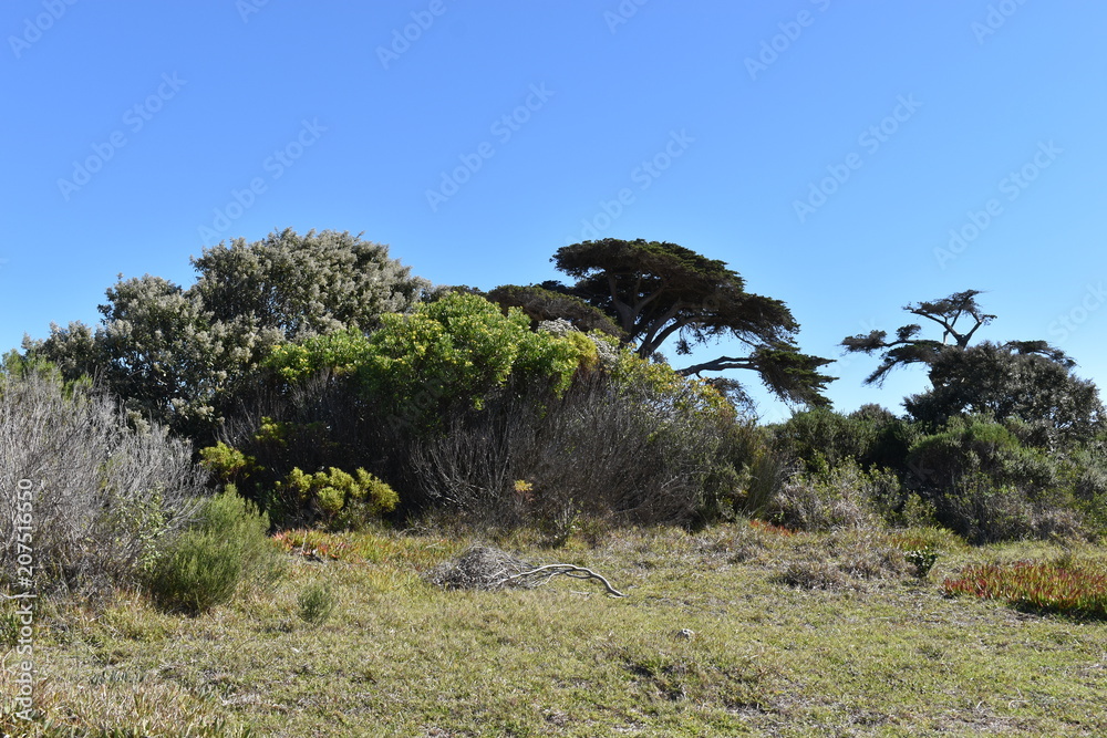 Beautiful nature with many big trees on the way to the Cape of Good ...