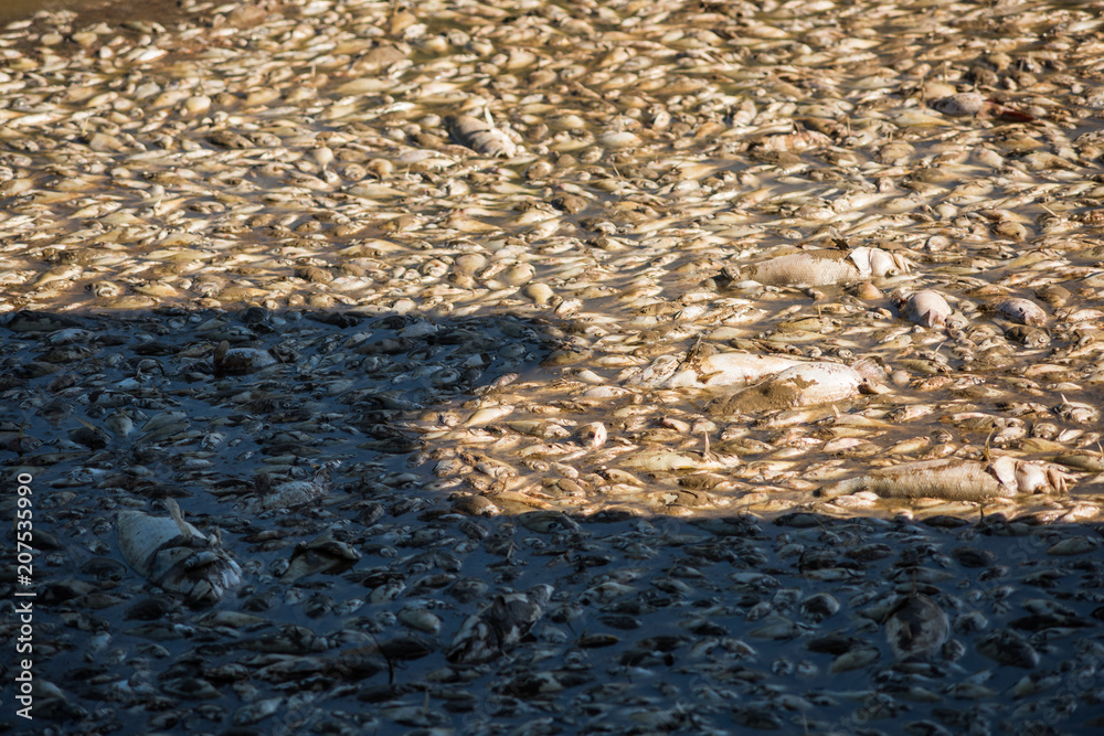 Dead carp fish after lake drainage and dredging at Royal Lake Park in ...