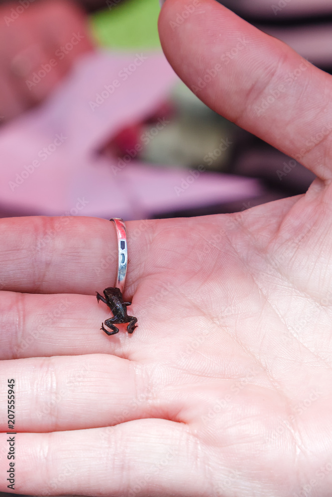 The Smallest Frog In The World