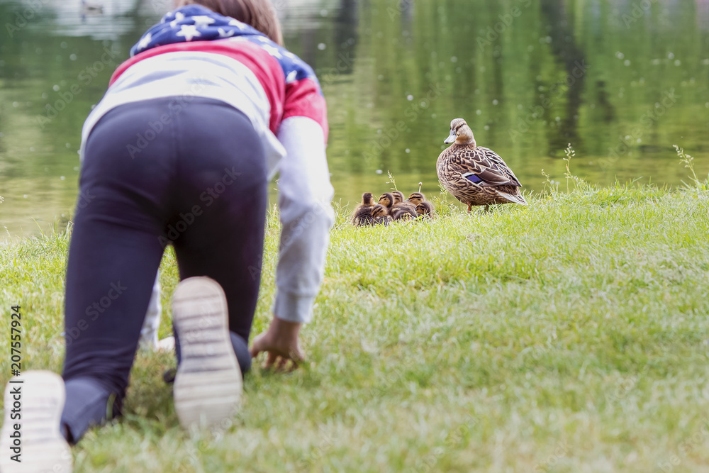 Child teenager creeps up on all fours to a duck with small ducklings on ...