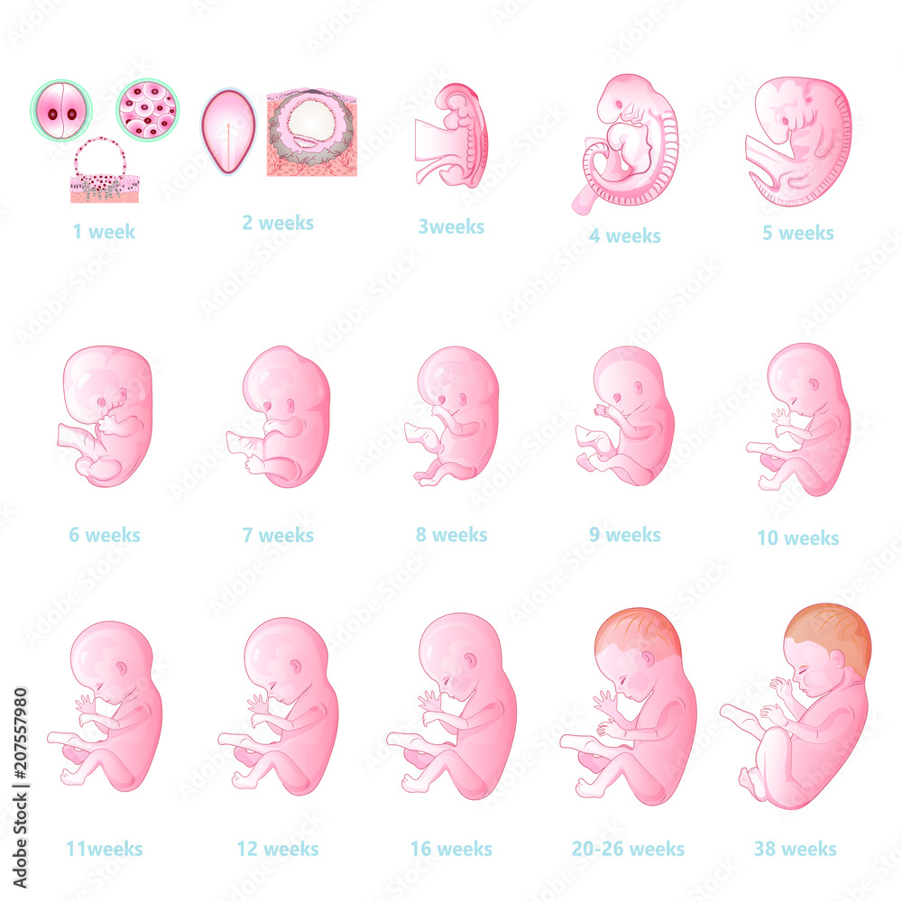 The development of the embryo.Prenatal development of the baby in a ...