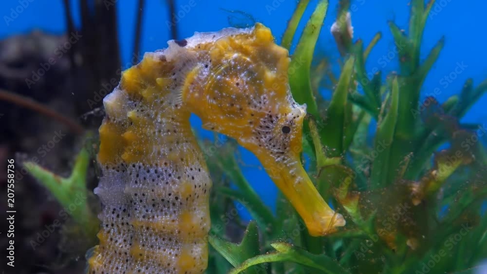 Close up of seahorse head in the aquarium with blue background Stock ...
