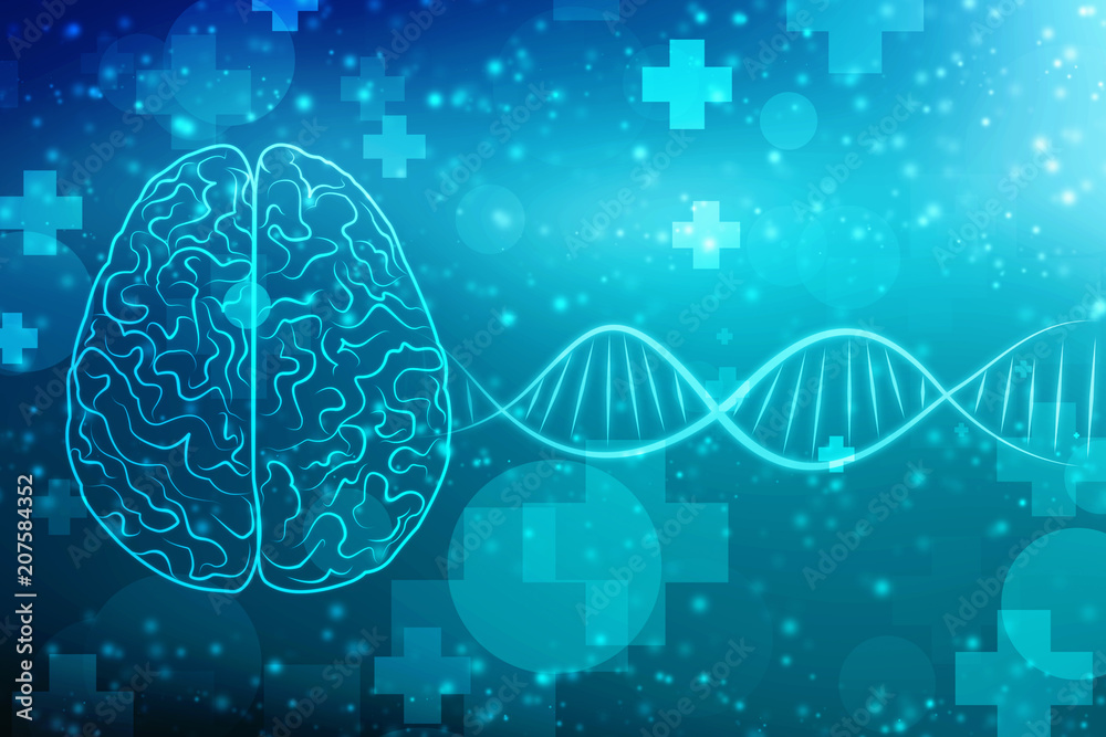 Human brain 2d illustration, Digital illustration of Human brain ...