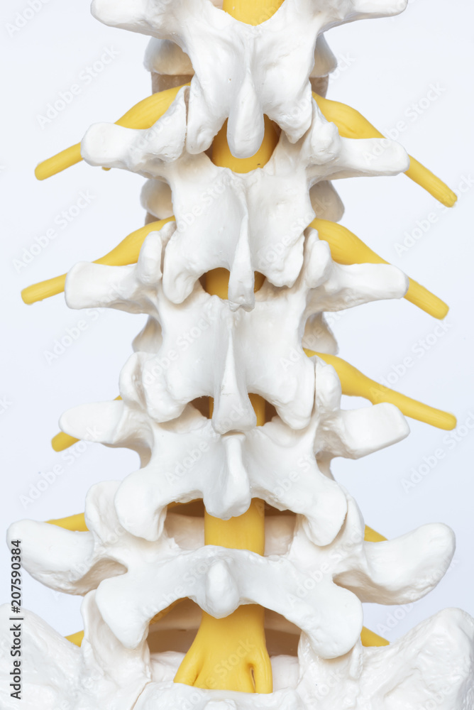 Posterior view of human lumbar spine model Stock Photo | Adobe Stock