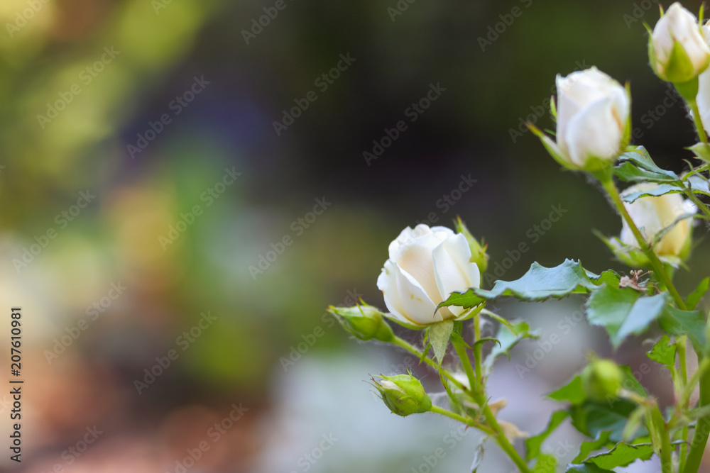 White yellow roses bloom in the garden, white roses on a blurred ...