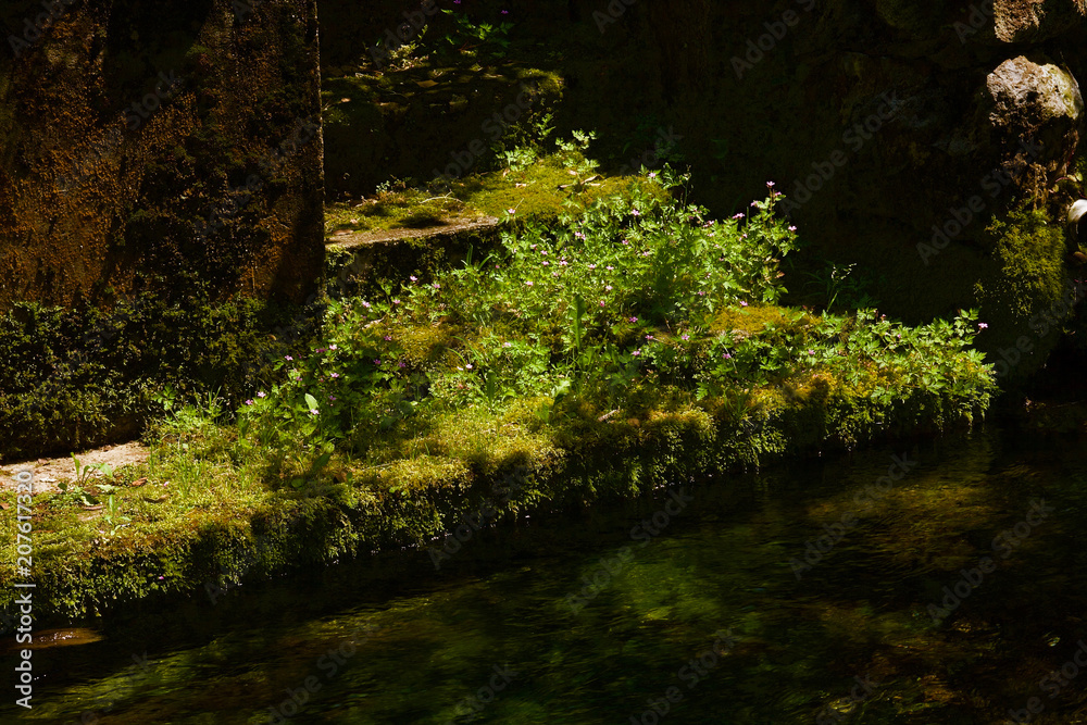 Algae shining beautiful spring water river in Samegai-juku Japan Shiga ...