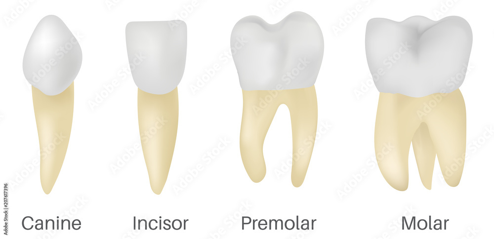 The 4 Types of Teeth Stock Vector | Adobe Stock