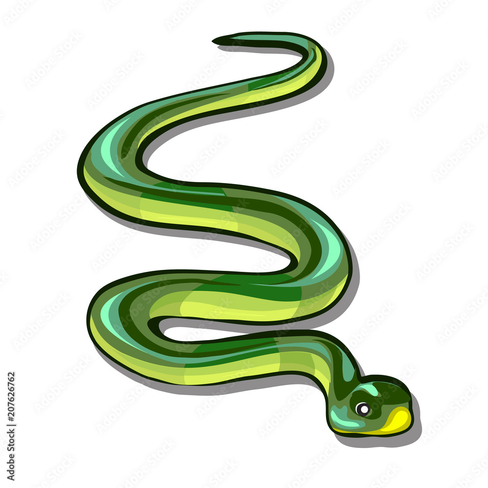 Green snake isolated on white background. Vector cartoon close-up ...