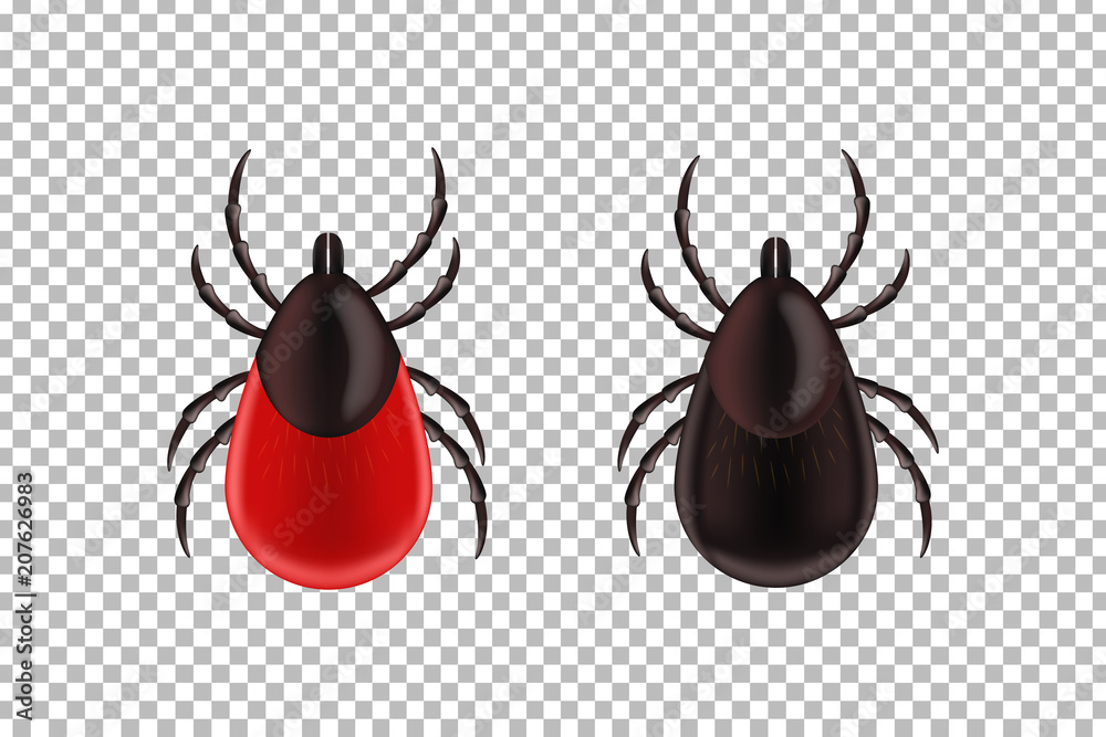 Vector realistic isolated ixodes tick insects for decoration and ...