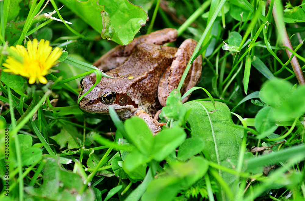 Frog in grass. A frog in the wild. Stock Photo | Adobe Stock