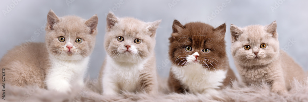 BKH und BLH Kitten - Britisch Kurzhaar und Langhaar - edel und hübsch ...