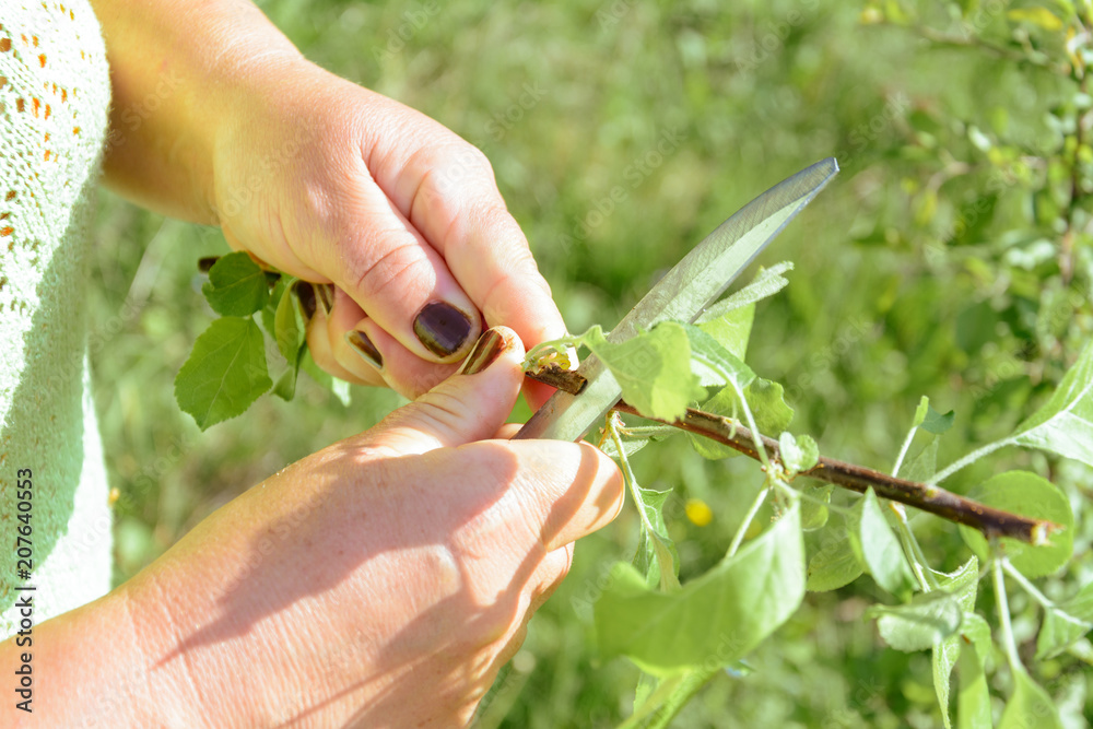 Okuling and inoculation of fruit tree in the garden Stock Photo | Adobe ...