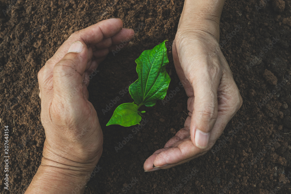 hand of person protection growing young plant on fertile soil for ...