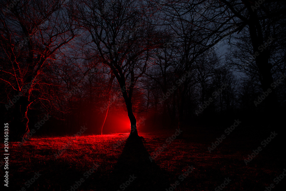 strange light in a dark forest at night. Silhouette of person standing ...