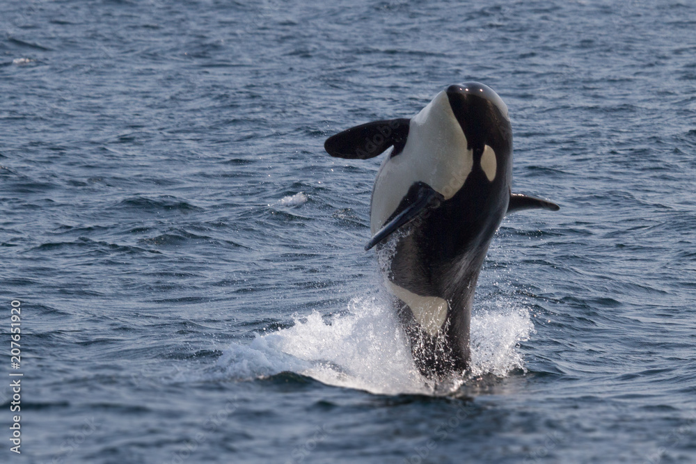 Orca breaching Stock Photo | Adobe Stock