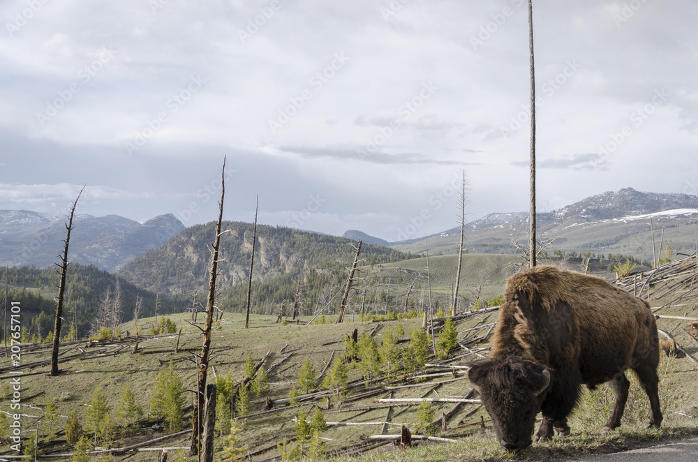 Bison im Yellowstone Stock Photo | Adobe Stock