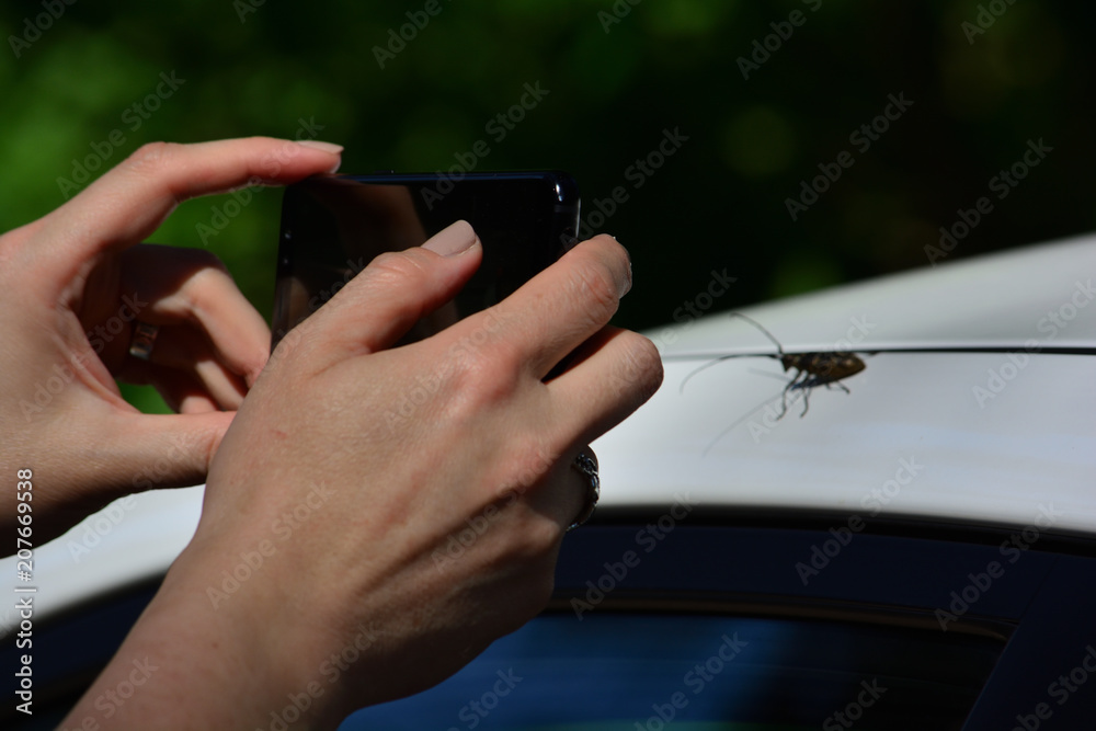 Shooting a bug. Longhorned beetle captured with a mobile phone Stock ...