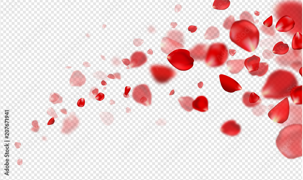 Falling Red rose petals on a transparent background.Vector illustration ...