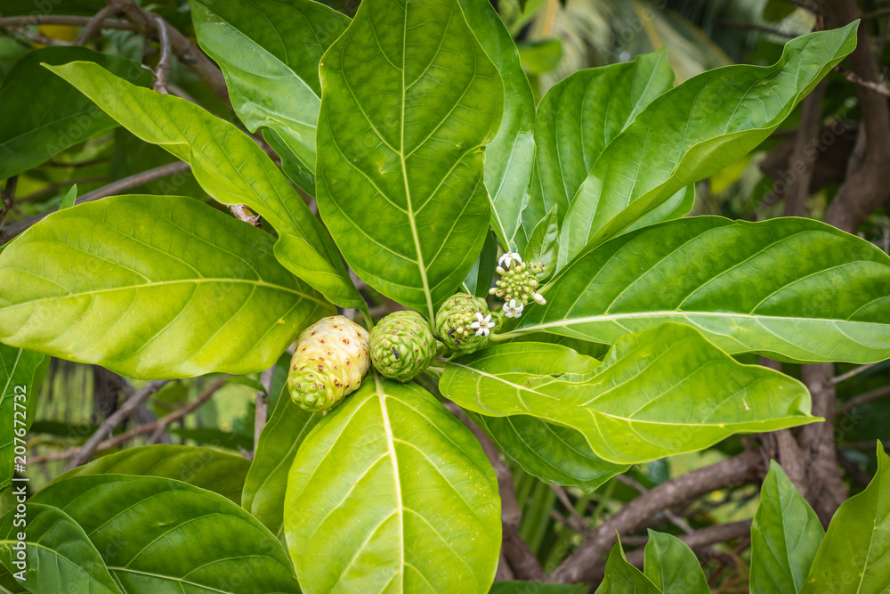 Morinda Citrifolia tree plant, Noni fruit, Cheese fruit. Exotic ...