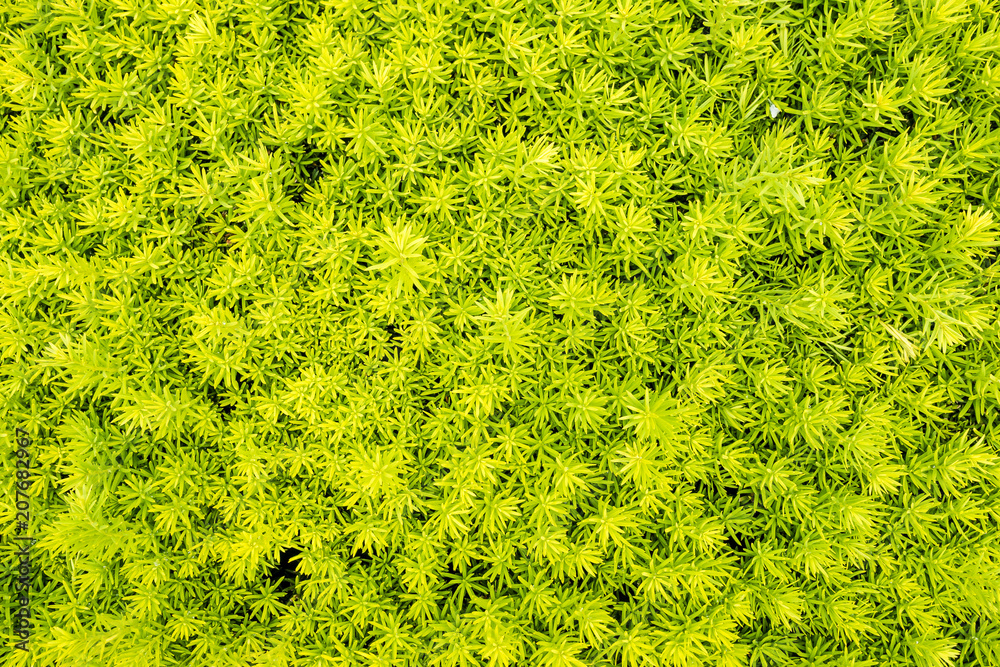 light green bush texture background Stock Photo | Adobe Stock