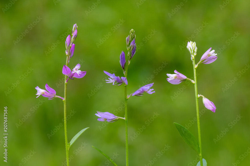 Common milkwort (Polygala vulgaris) colour forms. Variations of flowers ...