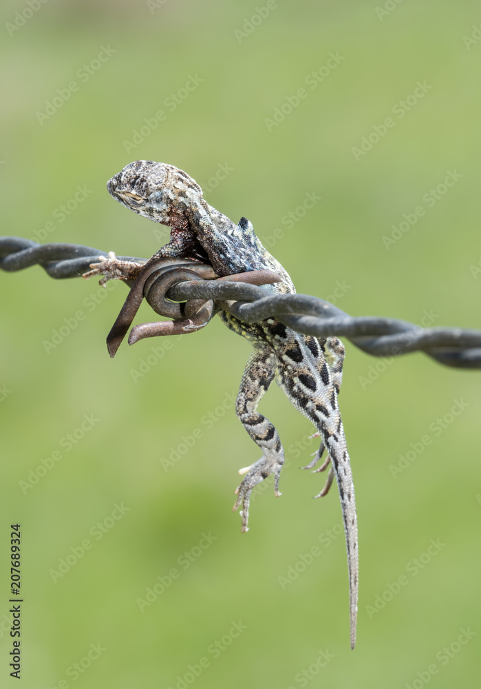 Lesser Earless Lizard