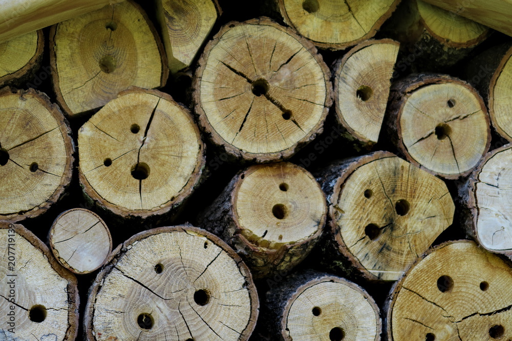 Morceaux de bois percés pour abriter les abeilles Stock Photo | Adobe Stock