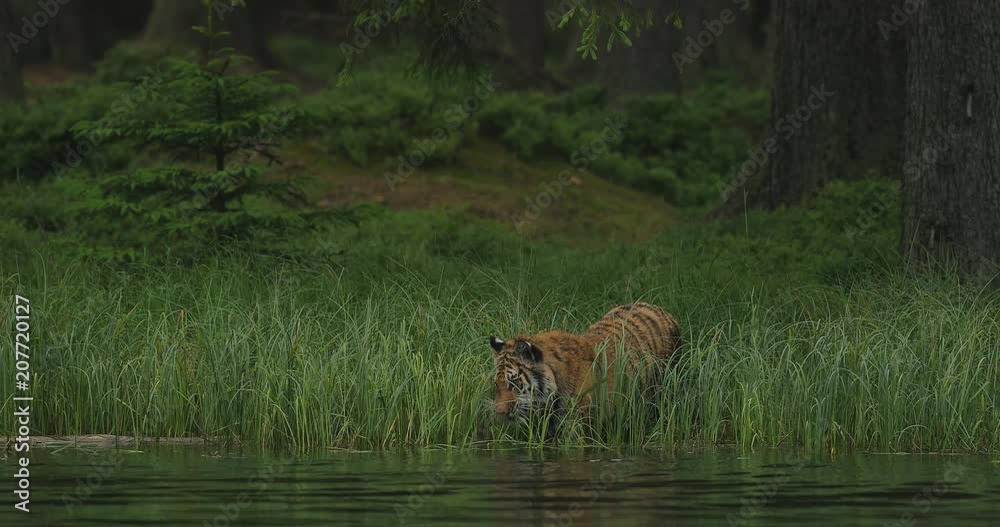 Amur tiger in the river water. Dangerous animal, taiga, Russia. Big ...