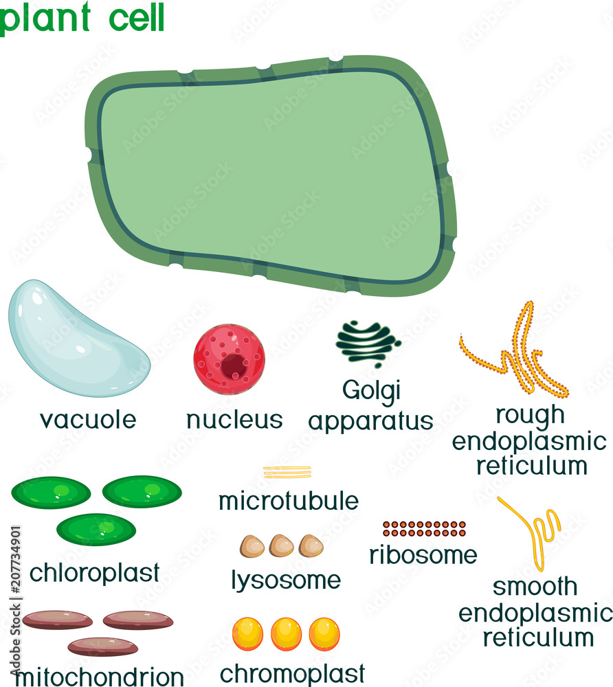 Educational game: assembling cells from ready-made components in form ...