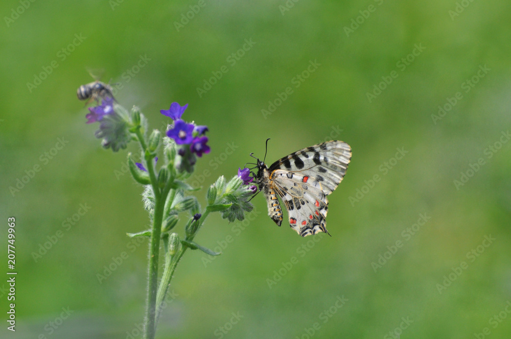 Zerynthia cerisy. Allancastria cerisyi, the eastern festoon butterfly ...