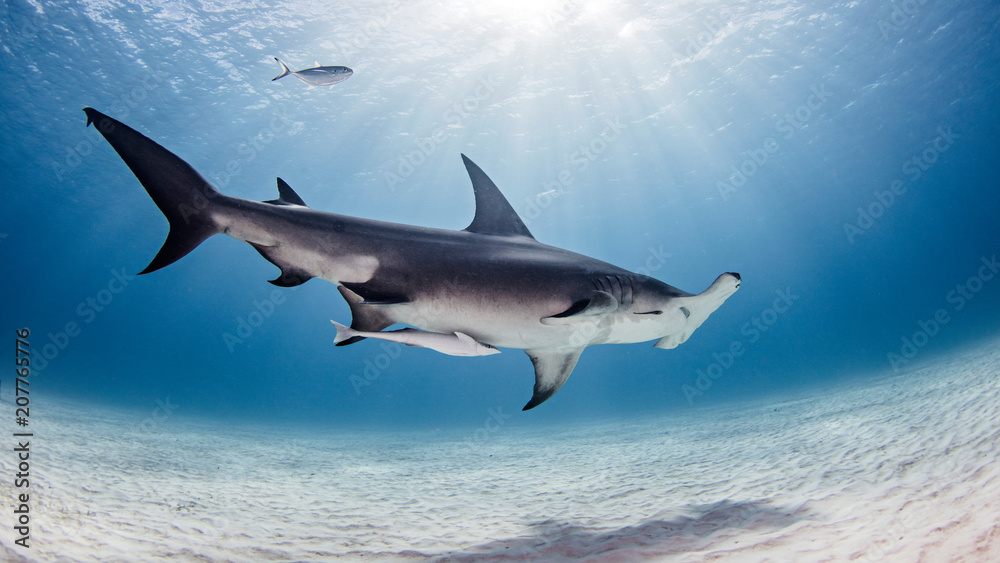 Underwater view of great hammerhead shark, Alice Town, Bimini, Bahamas ...