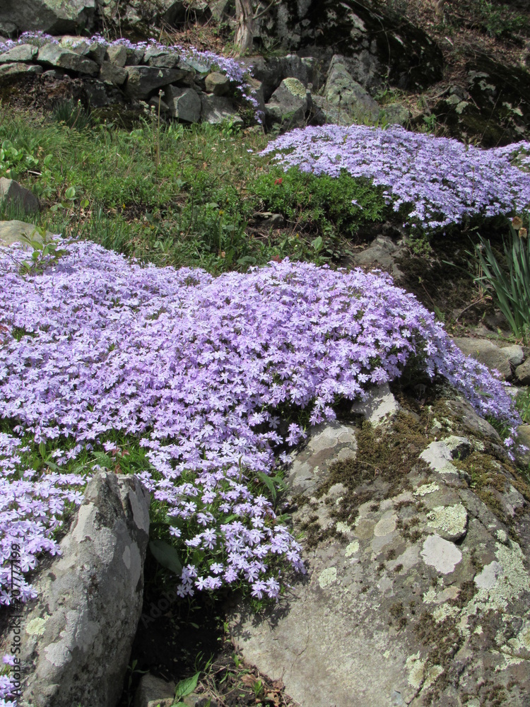 Phlox Stolonifera