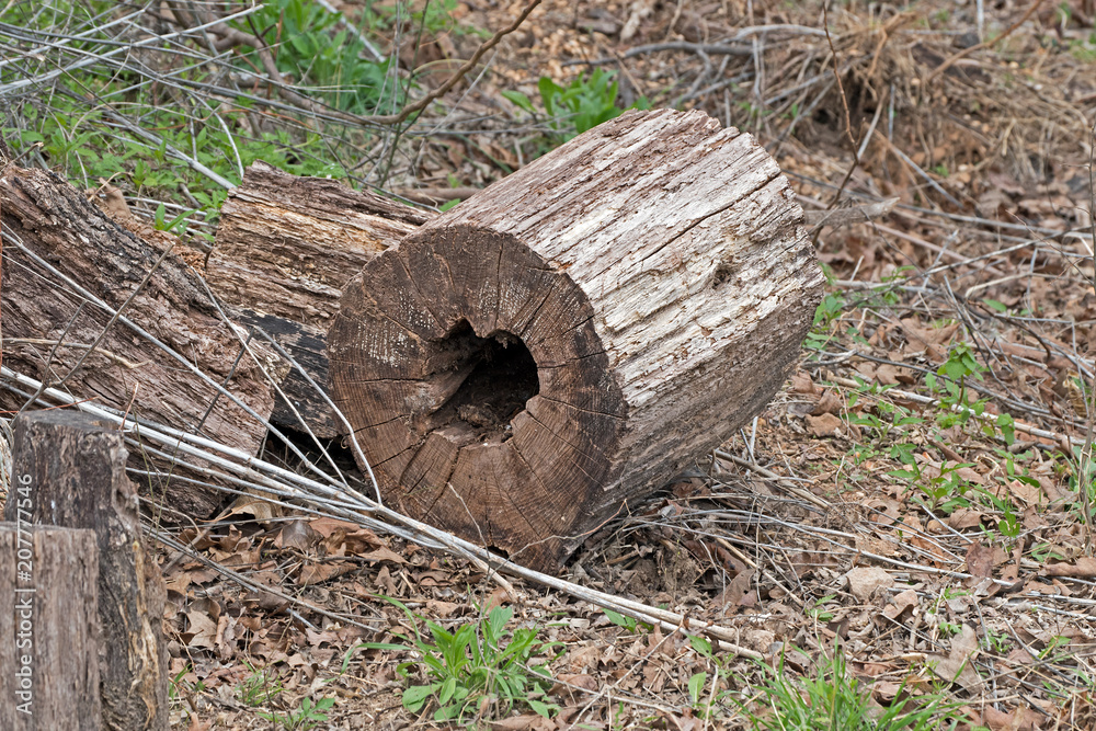An old hollow log on the ground in Missouri. Stock Photo | Adobe Stock
