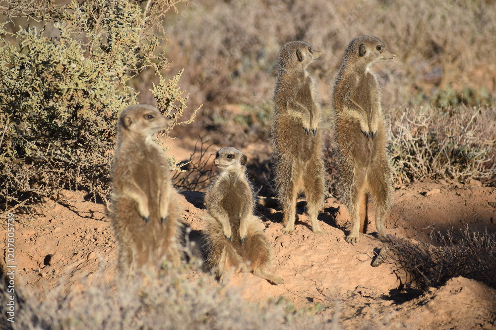 Meerkat Family Tree