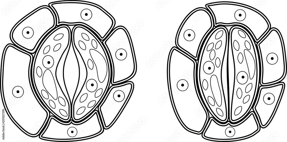 Coloring page. Structure of stomatal complex with open and closed stoma ...