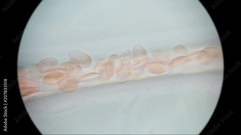imitation of blood flow through the vessels in a frog under a ...