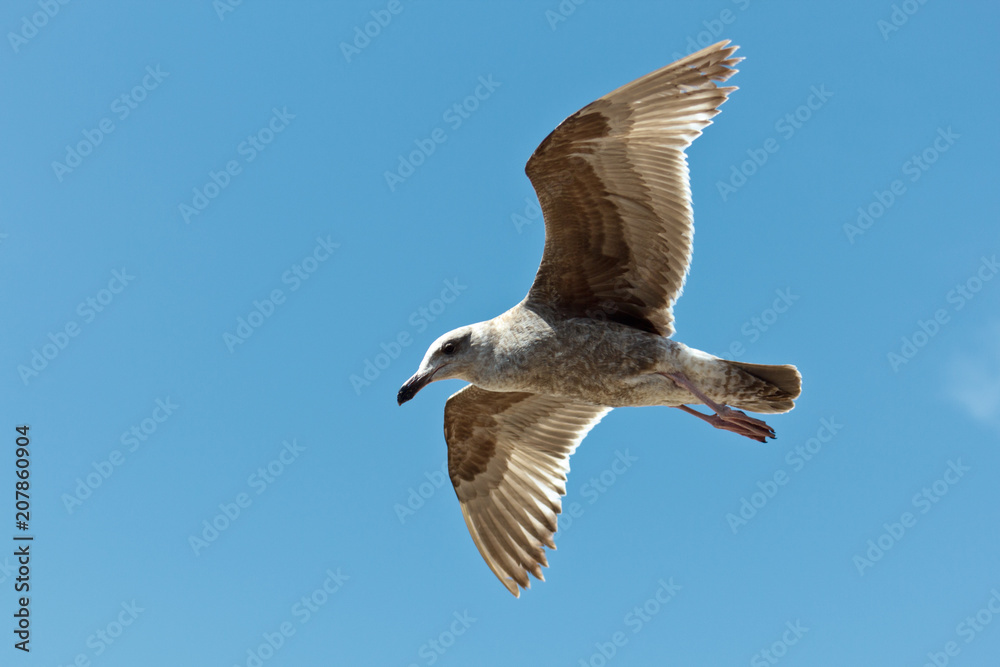 Seagull in-flight Stock Photo | Adobe Stock