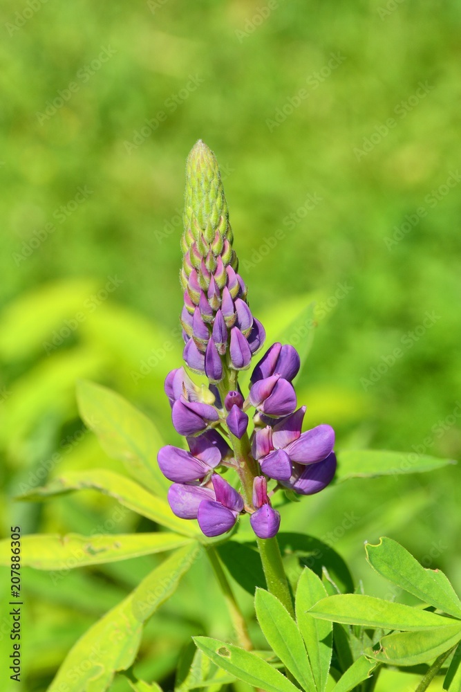 Beautiful lavender lupin flower, lupinus albus, demonstrating fibonacci ...