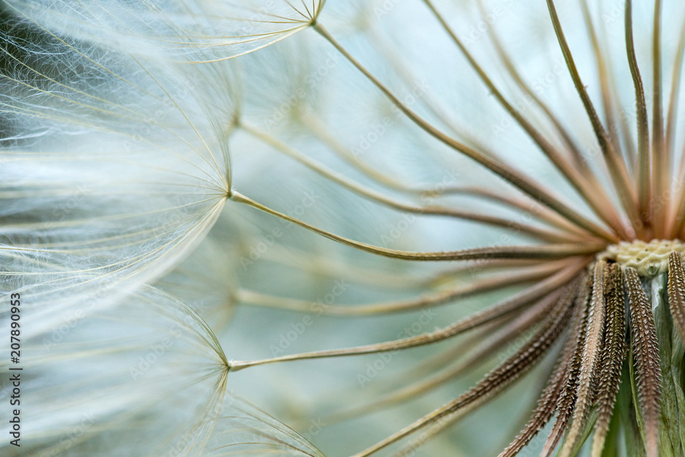 dandelion seed background. Seed macro closeup. Spring nature Stock ...