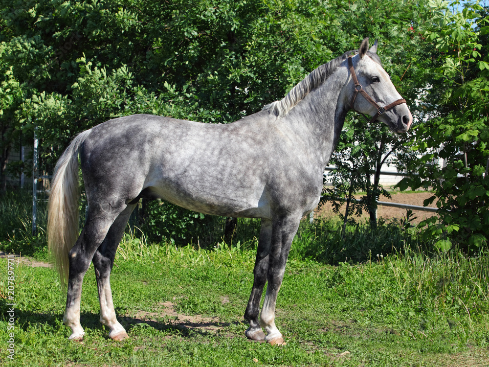 Dapple Grey Thoroughbred