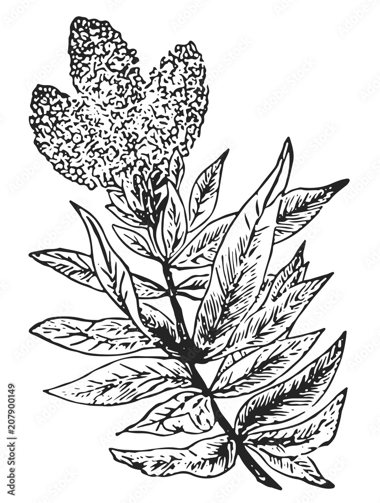 Lemon Verbena Drawing