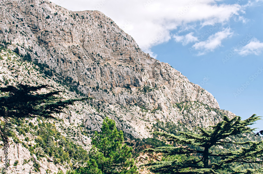 Cedar of Lebanon Cedrus in the Taurian mountains near Tahtali Dag in ...