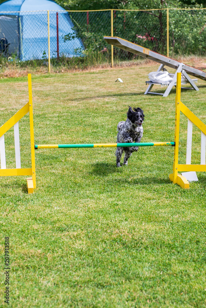 Foto Stock Cross breed dog on agility field, training and competing ...