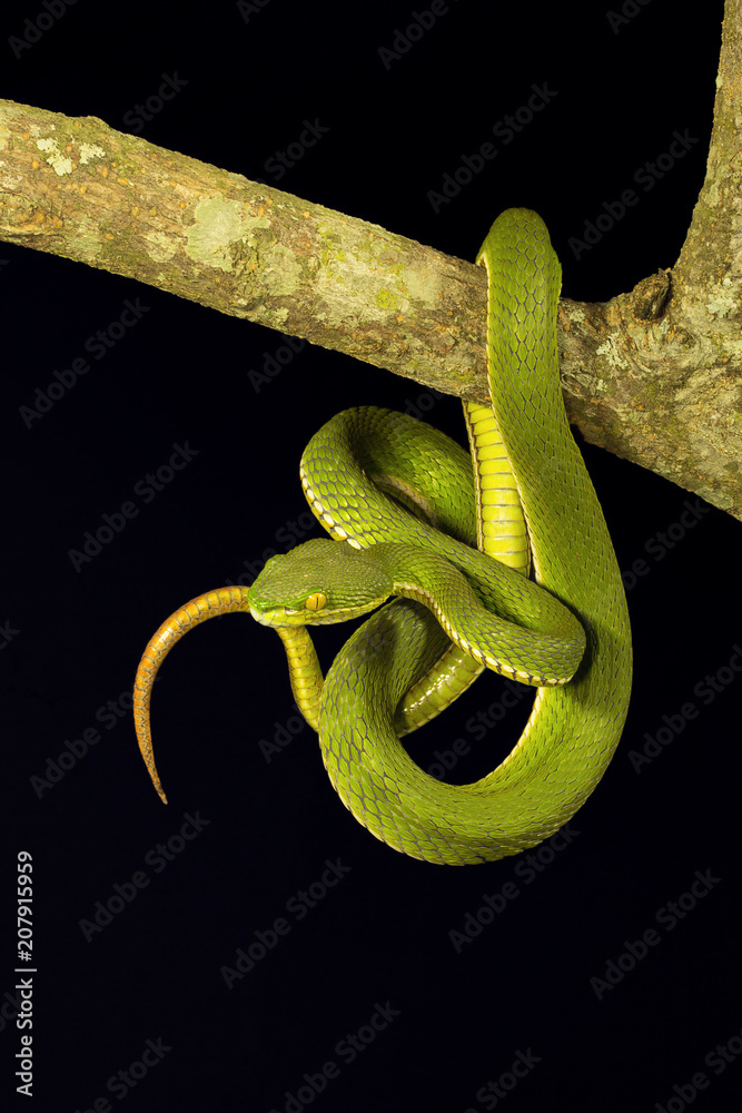Red tailed pit viper, Trimeresurus erythrurus, Viperidae, Gumti ...